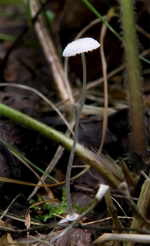 Mycena stylobates (Helmovka deskovitá)