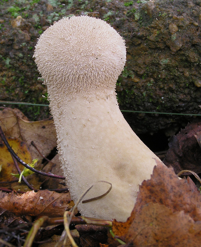 Lycoperdon excipuliforme (Pýchavka palicovitá)
