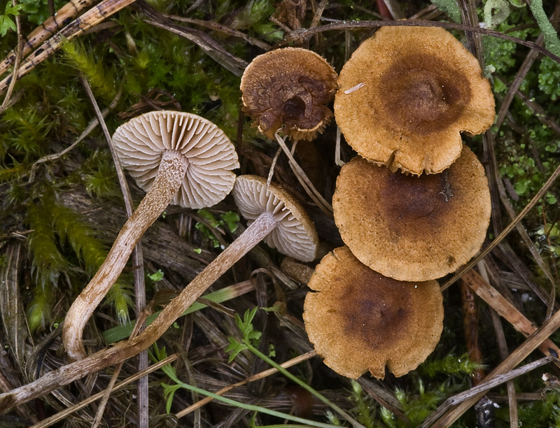 Inocybe jacobi (Vláknice Jacobova)