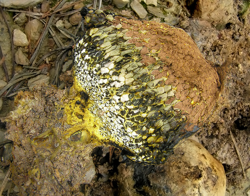 Pisolithus tinctorius (Měcháč písečný)