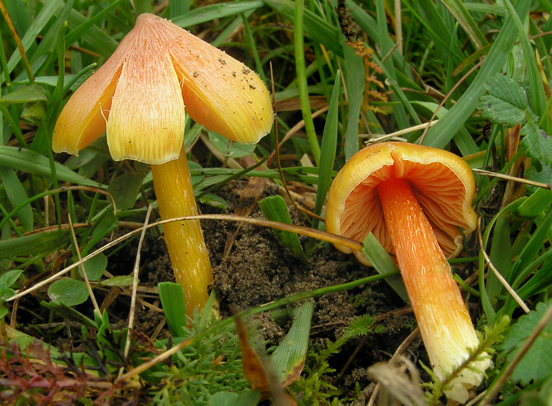 Hygrocybe acutoconica (Voskovka stálá)