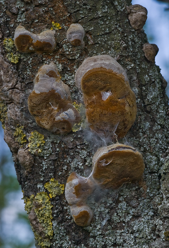 Phellinus pomaceus (Ohňovec ovocný)