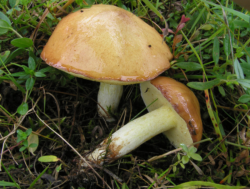 Suillus granulatus (Klouzek zrnitý)