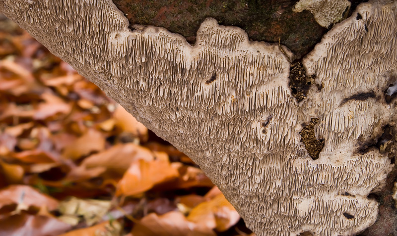 Datronia mollis (Outkovka měkká)