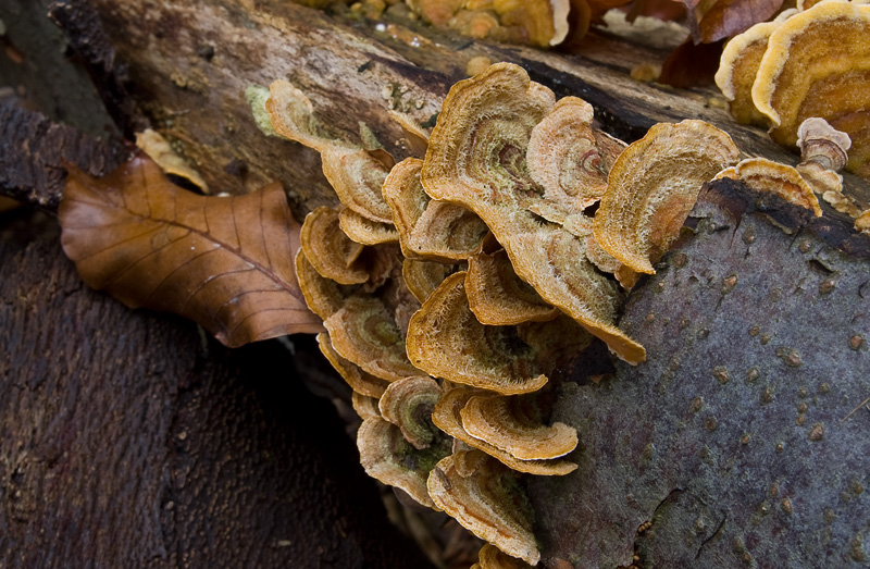 Stereum hirsutum (Pevník chlupatý)