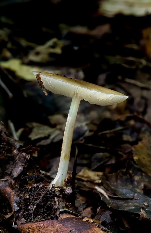 Hydropodia subalpina (Ronivka podhorská)