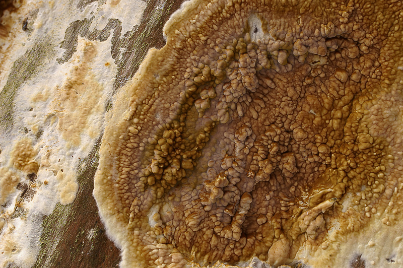 Coniophora puteana (Popraška sklepní)