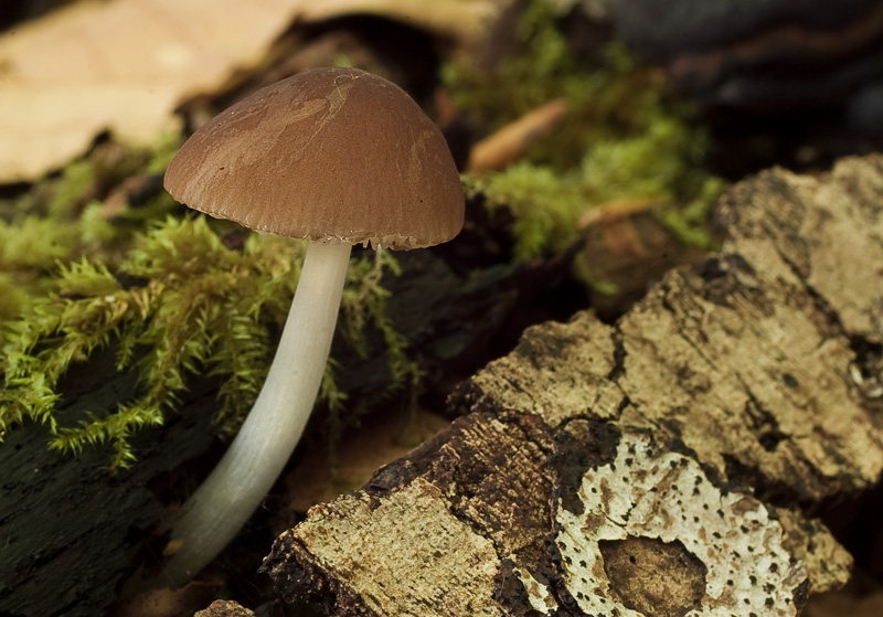 Pluteus nanus agg. (Štítovka maličká)