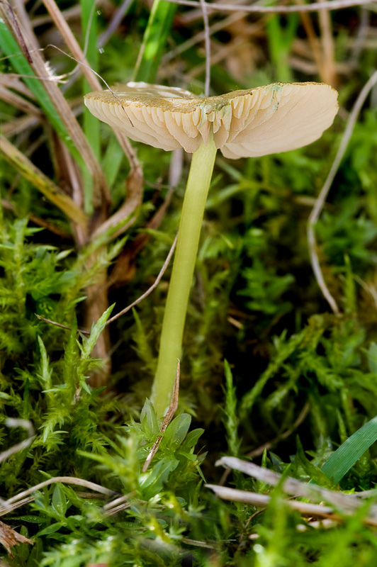 Entoloma incanum s.l. (Závojenka plavozelenavá)