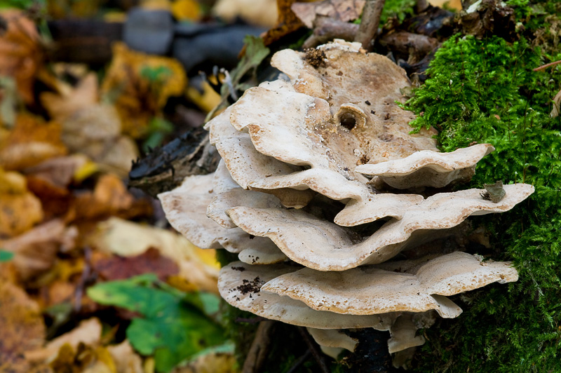 Bjerkandera fumosa (Šedopórka zakouřená)
