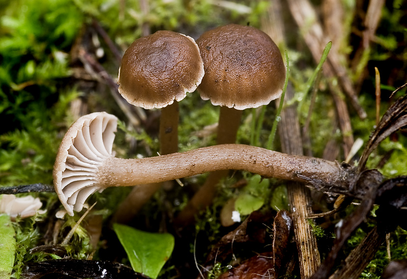 Hodophilus foetens (Voskovečka zápašná)