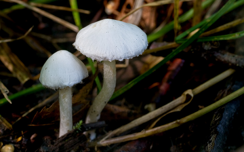 Inocybe geophylla agg. (Vláknice zemní)
