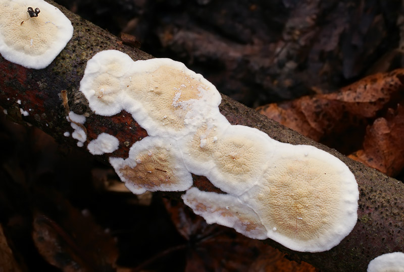Byssomerulius corium (Dřevokaz kožový)