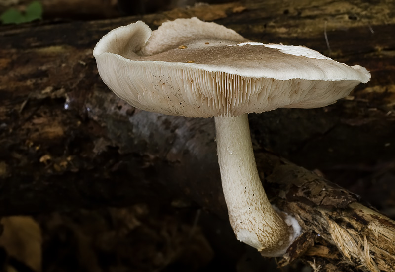 Pluteus cervinus (Štítovka jelení)