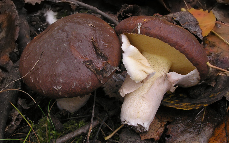 Suillus luteus (Klouzek obecný)