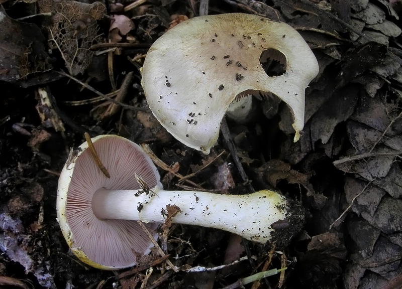 Agaricus semotus (Pečárka odlišná)