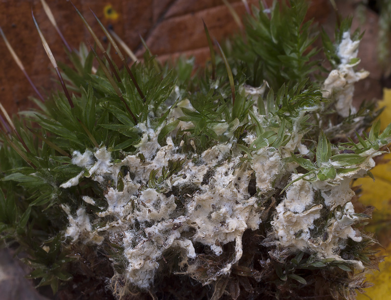 Amphinema byssoides (Pavučiník třásnitý)