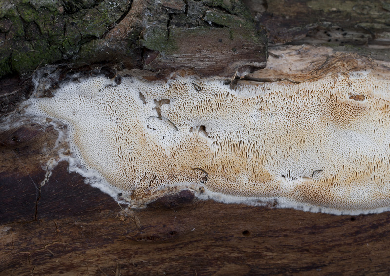 Antrodia hyalina (Outkovka lužní)