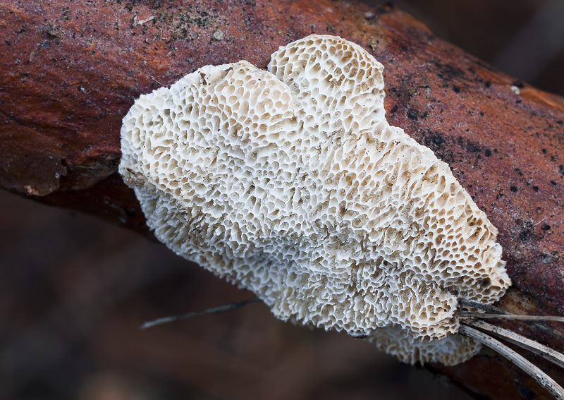 Antrodia ramentacea (Outkovka labyrintická)