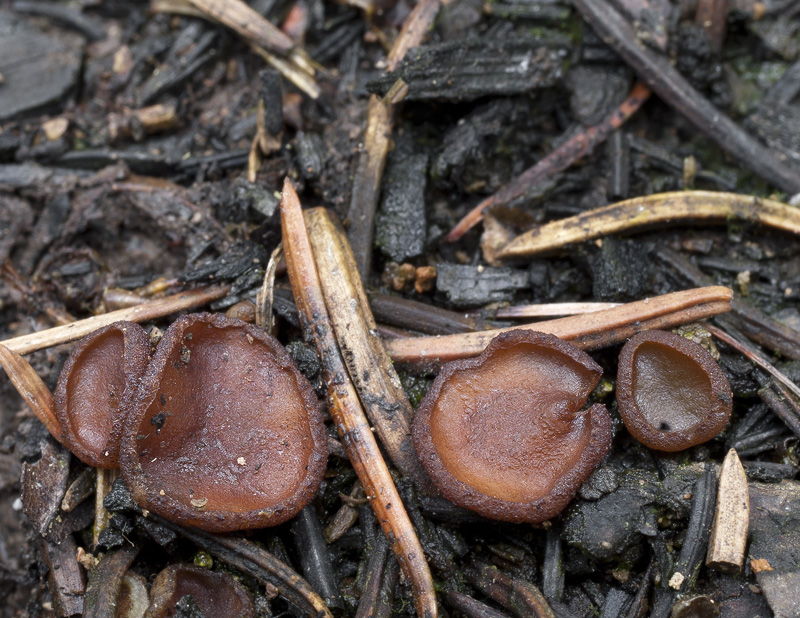 Ascobolus carbonarius (Hovník spáleništní)