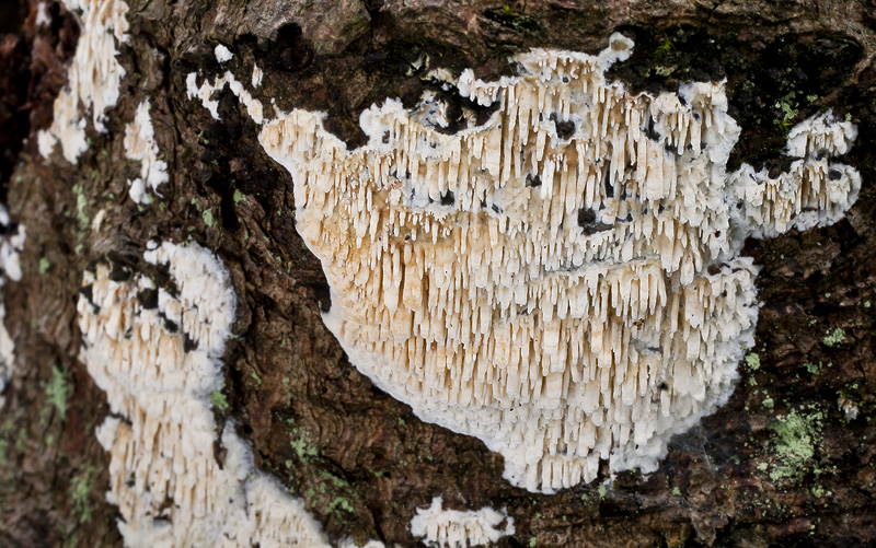 Xylodon radula (Kornatec okrouhlý)