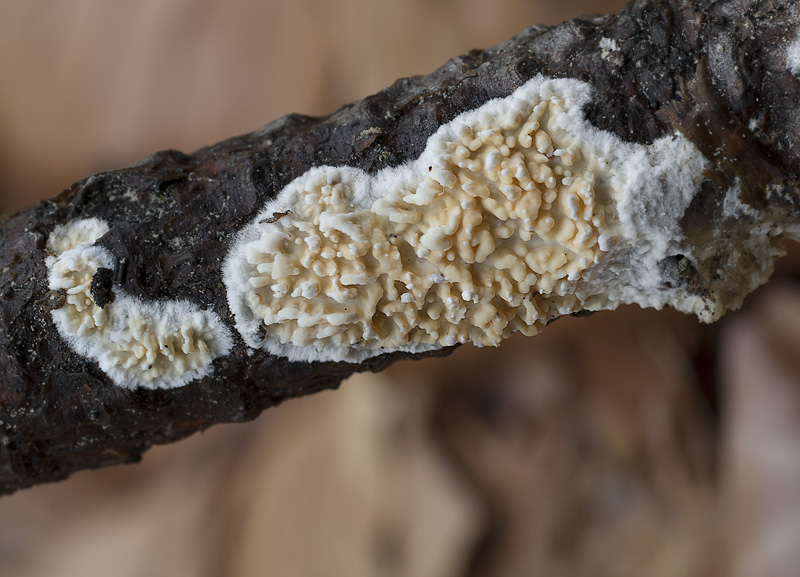 Xylodon radula (Kornatec okrouhlý)