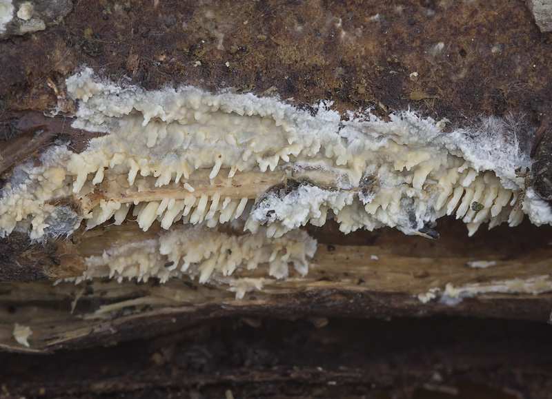 Xylodon radula (Kornatec okrouhlý)