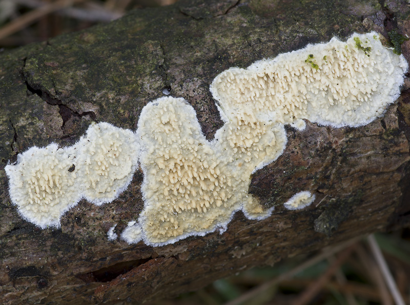 Xylodon radula (Kornatec okrouhlý)