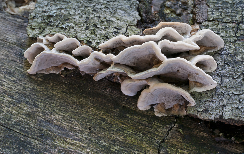 Bjerkandera adusta (Šedopórka osmahlá)