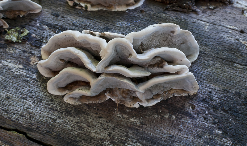 Bjerkandera adusta (Šedopórka osmahlá)