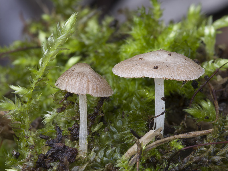Bolbitius reticulatus var. pluteoides (Slzečník štítovkovitý)