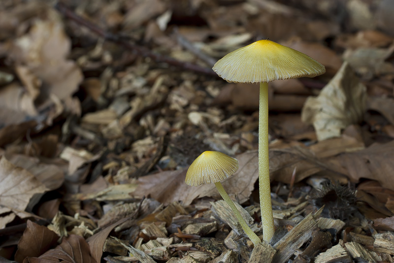 Bolbitius titubans (Slzečník žloutkový)