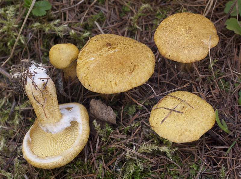 Boletinus cavipes (Hřib dutonohý)