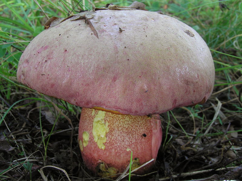 Rubroboletus legaliae (Hřib Le Galové)