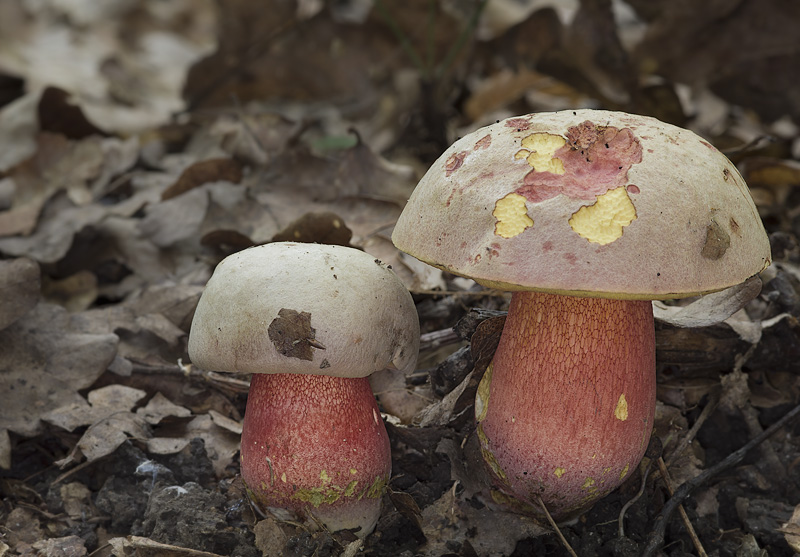 Rubroboletus legaliae (Hřib Le Galové)