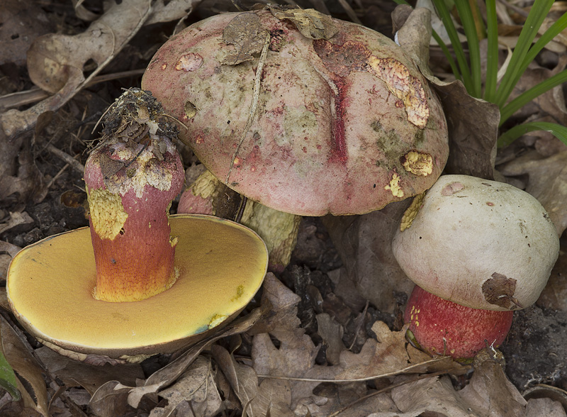 Rubroboletus legaliae (Hřib Le Galové)