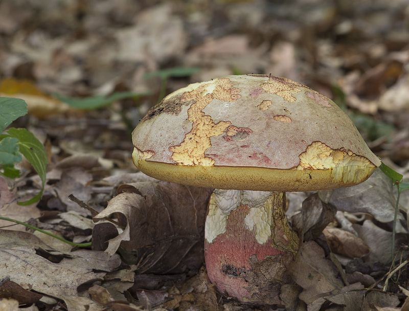 Rubroboletus legaliae (Hřib Le Galové)