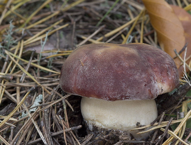 Boletus pinophilus (Hřib borový)