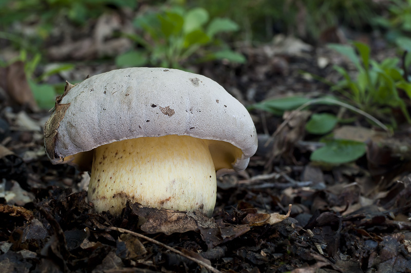 Caloboletus radicans (Hřib medotrpký)