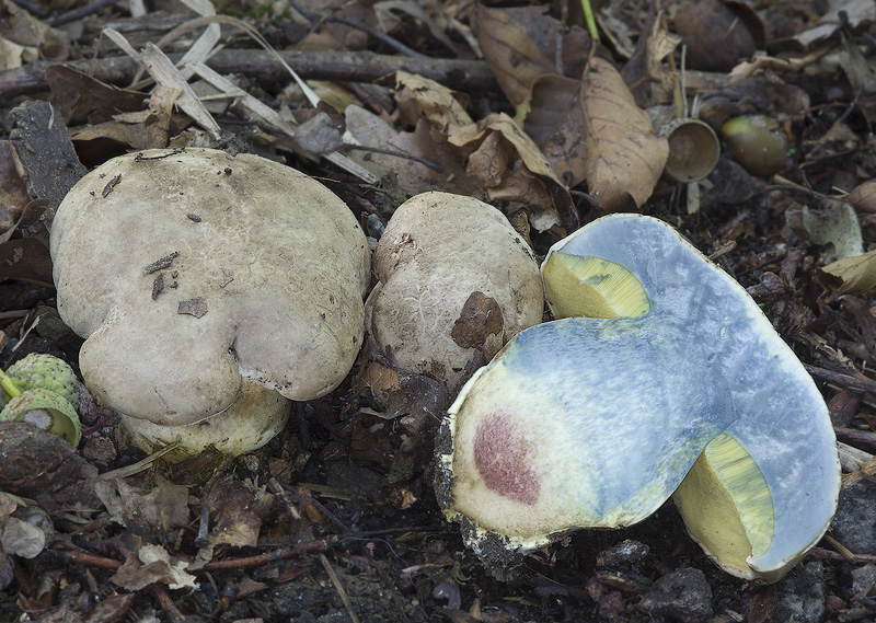 Caloboletus radicans (Hřib medotrpký)