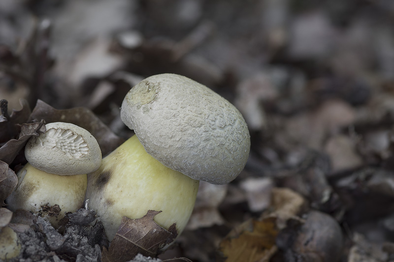 Caloboletus radicans (Hřib medotrpký)