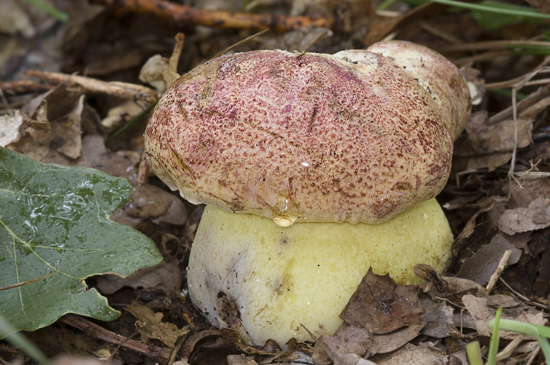 Butyriboletus regius (Hřib královský)