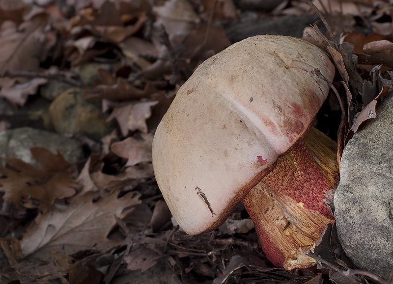 Rubroboletus rhodoxanthus (Hřib nachový)