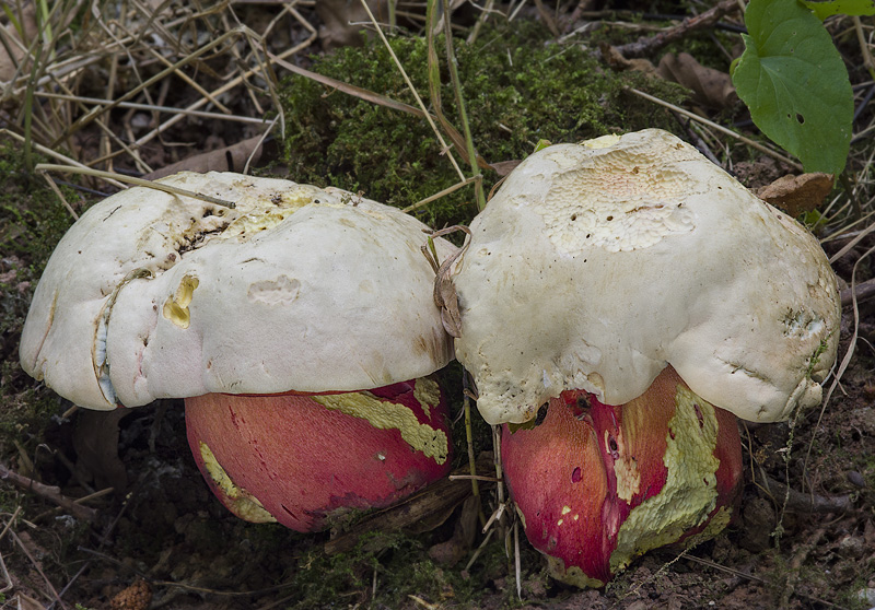 Rubroboletus satanas (Hřib satan)