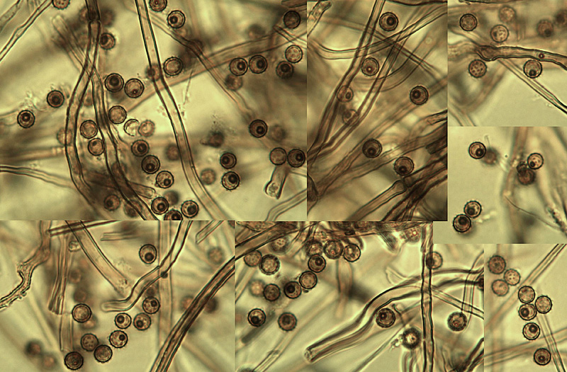 Bovista pusilla (Prášivka maličká)