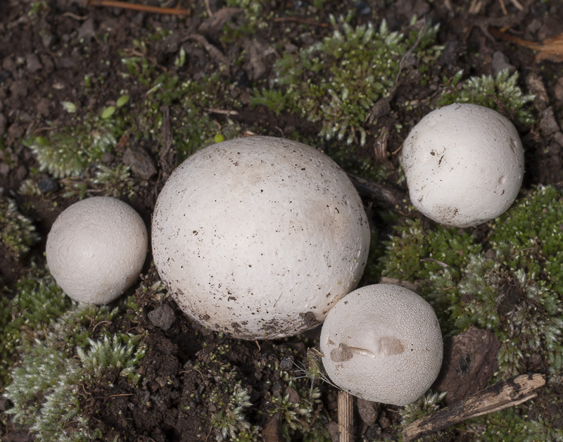 Bovista pusilla (Prášivka maličká)