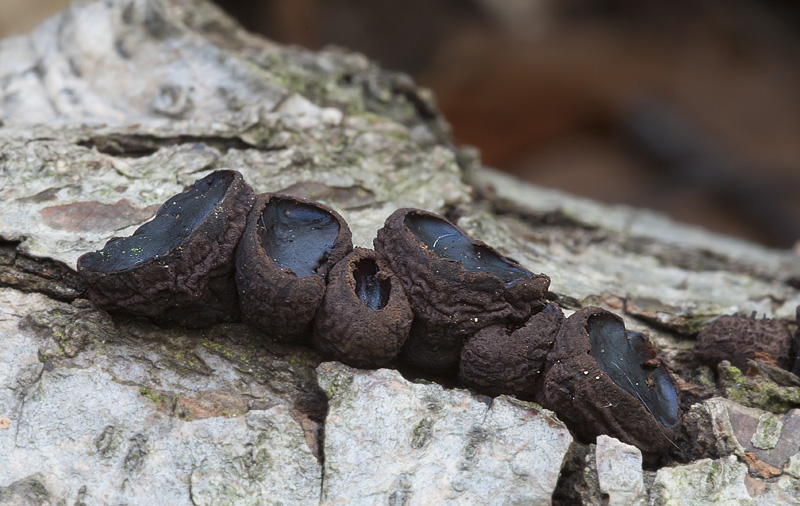 Bulgaria inquinans (Klihatka černá)