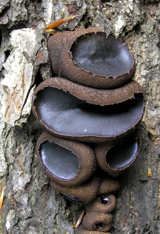 Bulgaria inquinans (Klihatka černá)