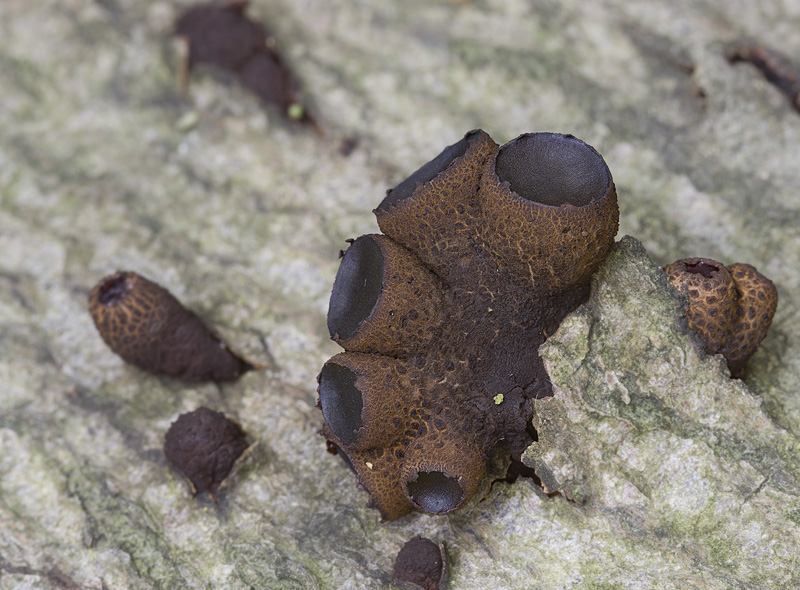 Bulgaria inquinans (Klihatka černá)