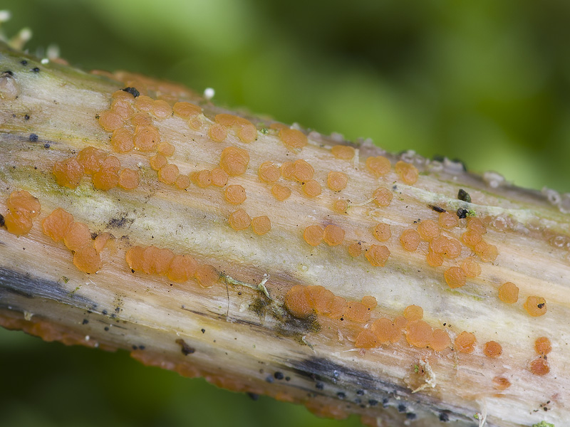 Calloria neglecta (Kalorka kopřivová)